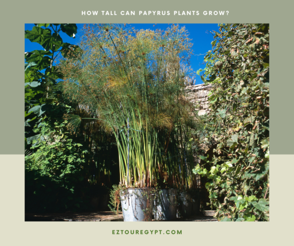 Papyrus Unveiled: From Ancient Scrolls To Living Artistry | EZ TOUR EGYPT